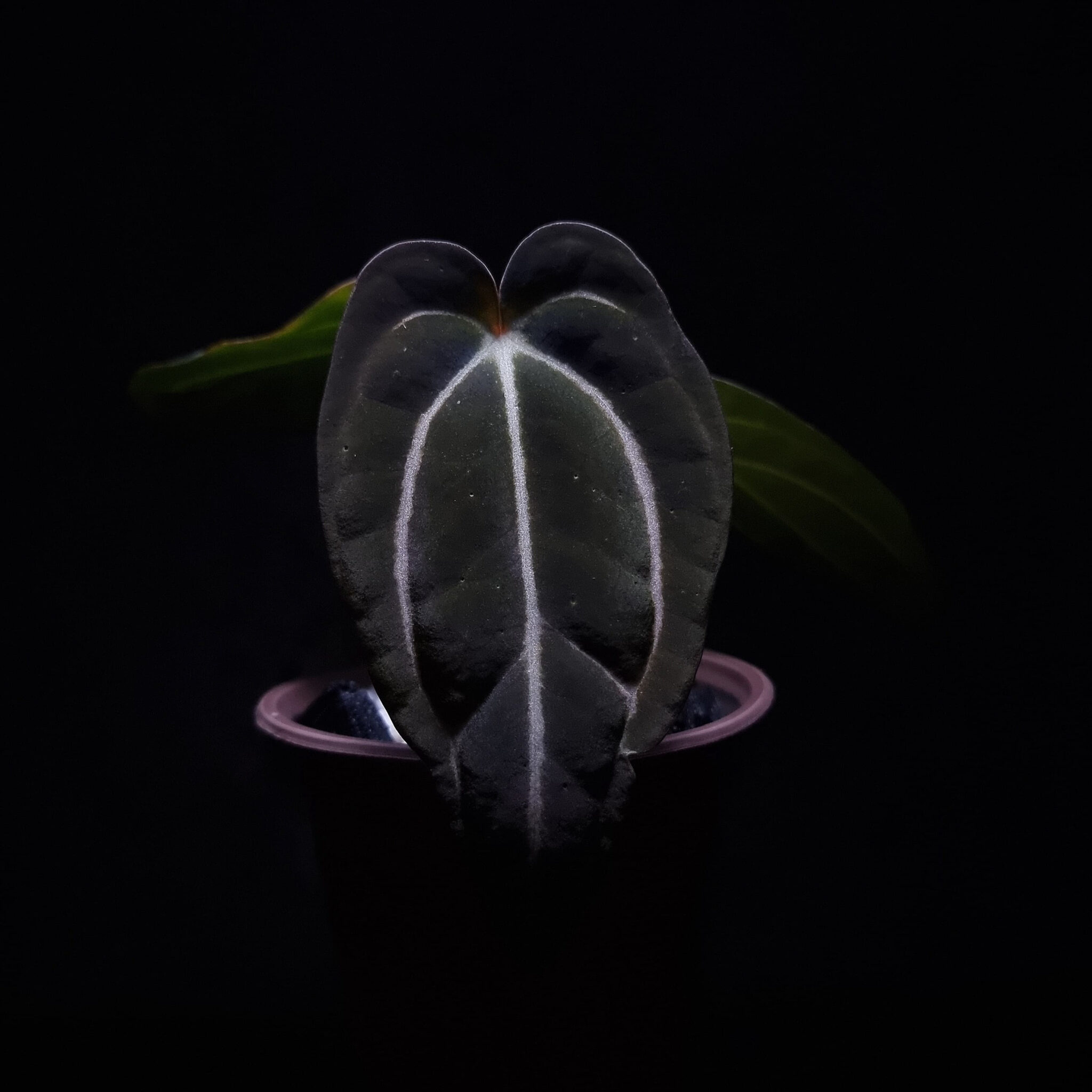 Anthurium Carlablackiae RA | Selawase Aroid
